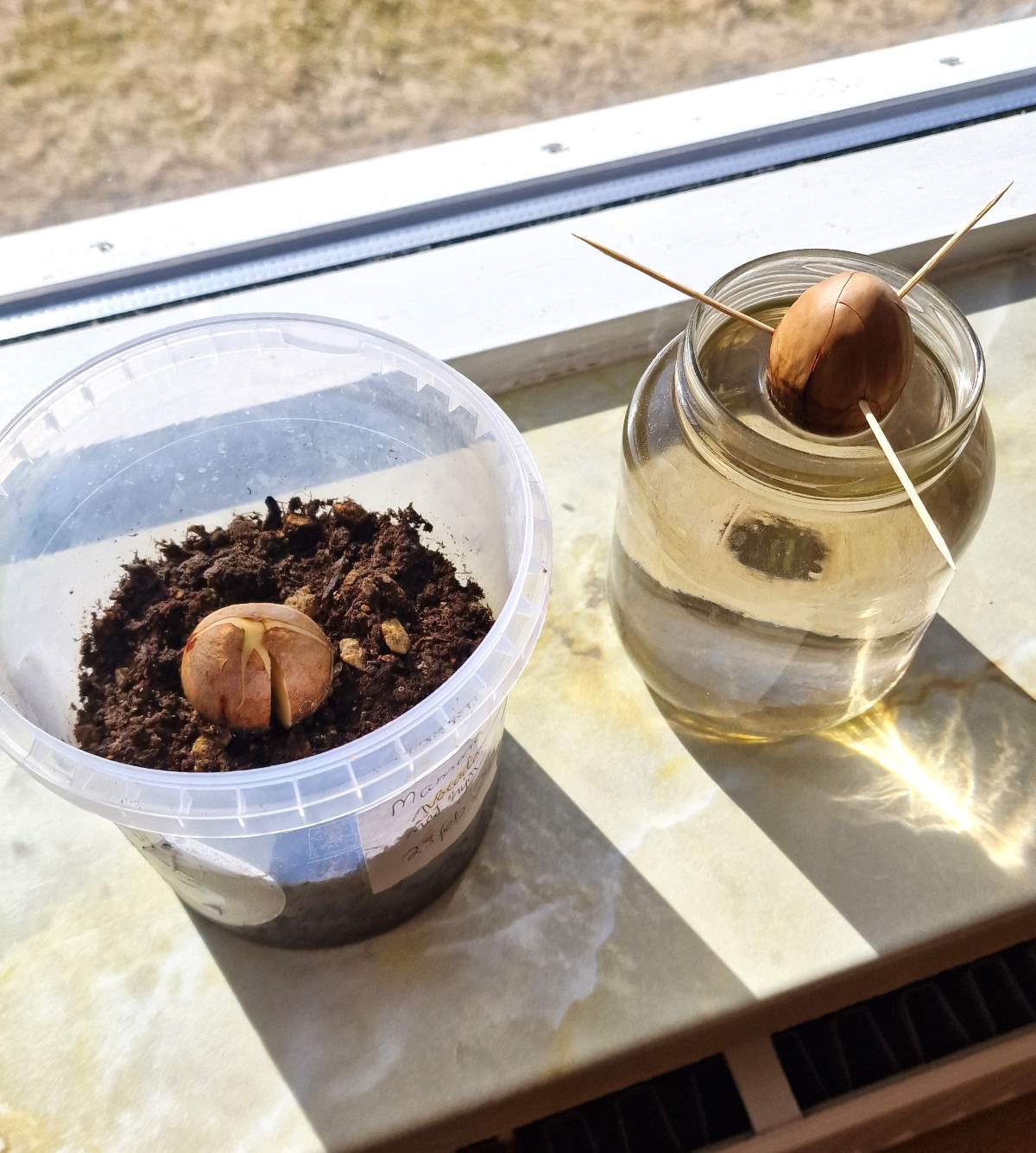 How to Grow an Avocado Seed – Happy Homeschooling