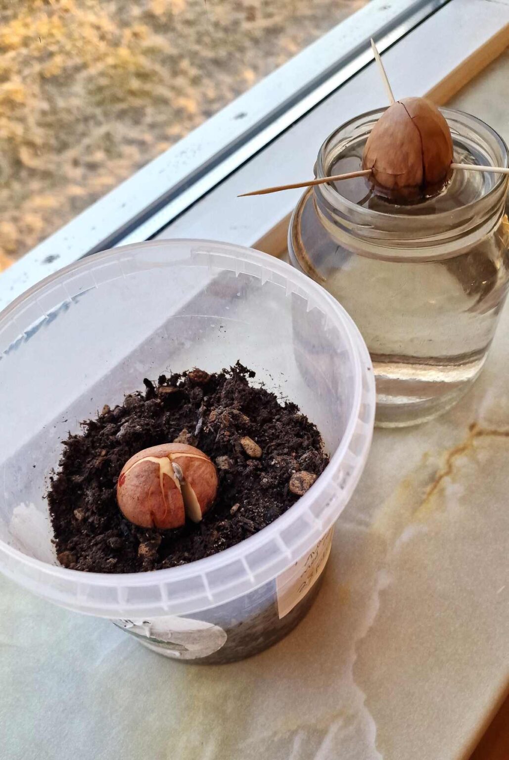 How to Grow an Avocado Seed – Happy Homeschooling