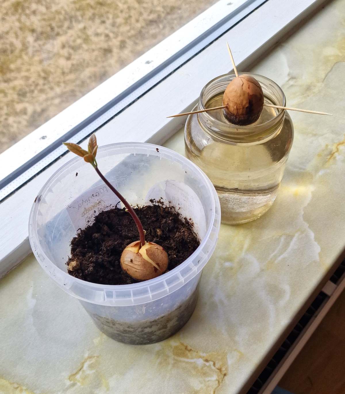 How to Grow an Avocado Seed – Happy Homeschooling