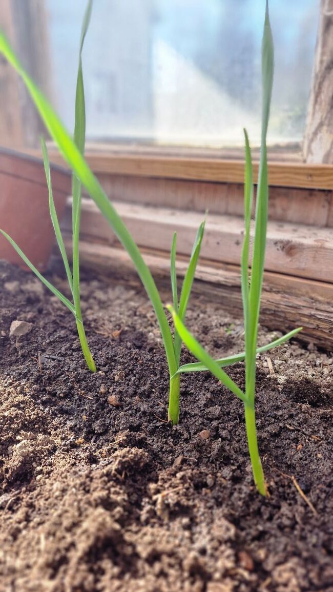 What Do Garlic Plants Look Like? – Happy Homeschooling